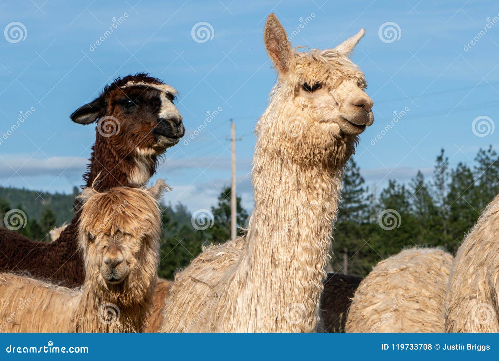 A Group of Alpacas Looking Alert Stock Photo - Image of alpacas, fluffy ...