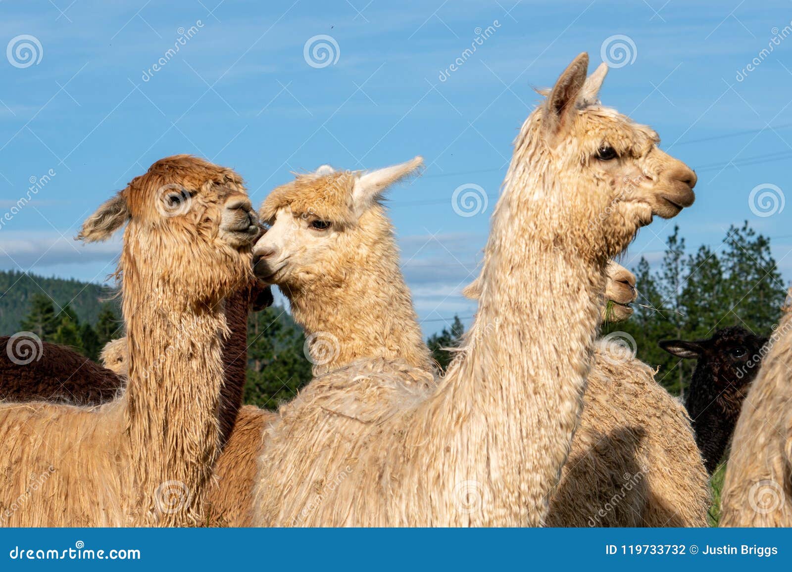 A Group of Alpacas Looking Alert Stock Photo - Image of alpacas ...