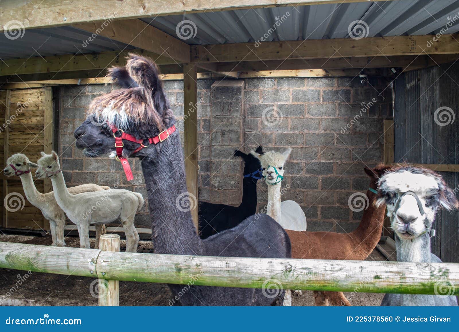 A Group of Alpacas in a Stable in the Countryside in Devon, England ...