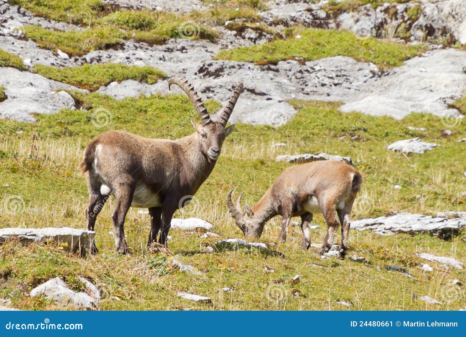 Group of alpine ibex stock image. Image of graze, bouquetin - 24480661