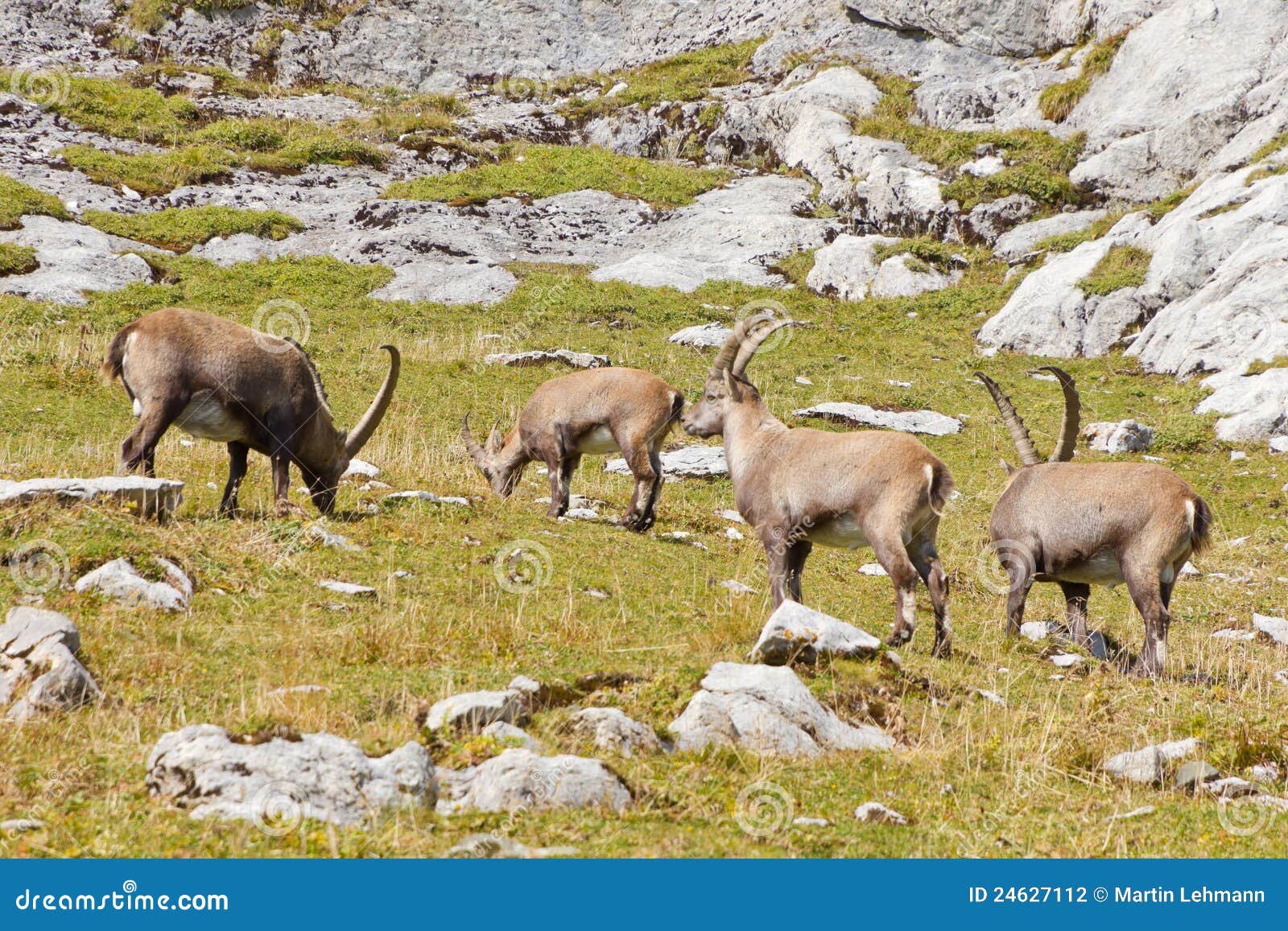 Group of alpine ibex stock photo. Image of steep, alpine - 24627112