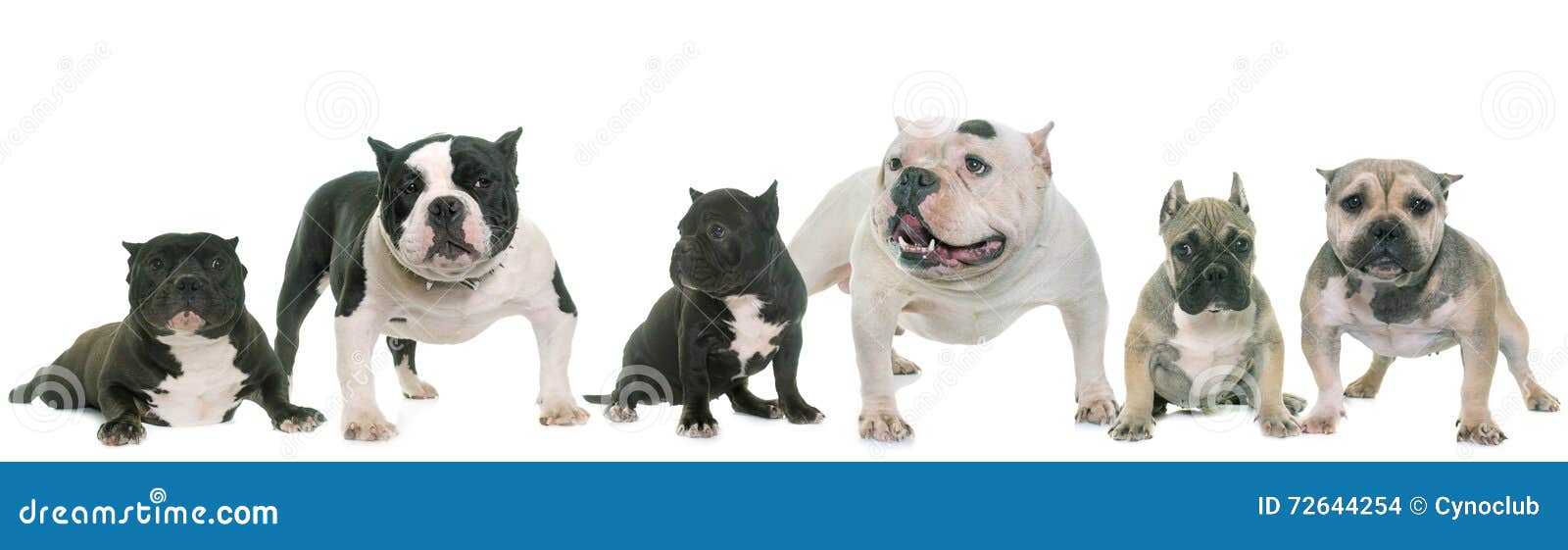 Group of american bully stock photo. Image of puppy, strong - 72644254