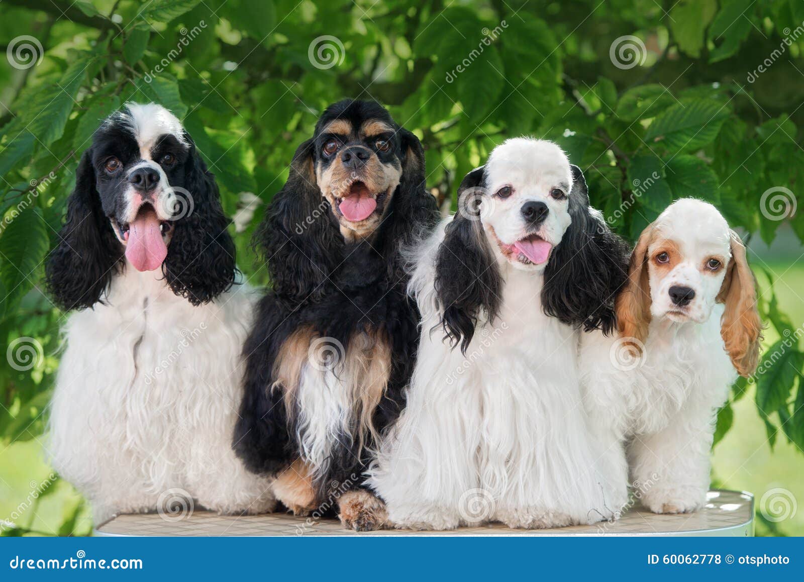 Group of American Cocker Spaniel Dogs Stock Photo - Image of alone ...