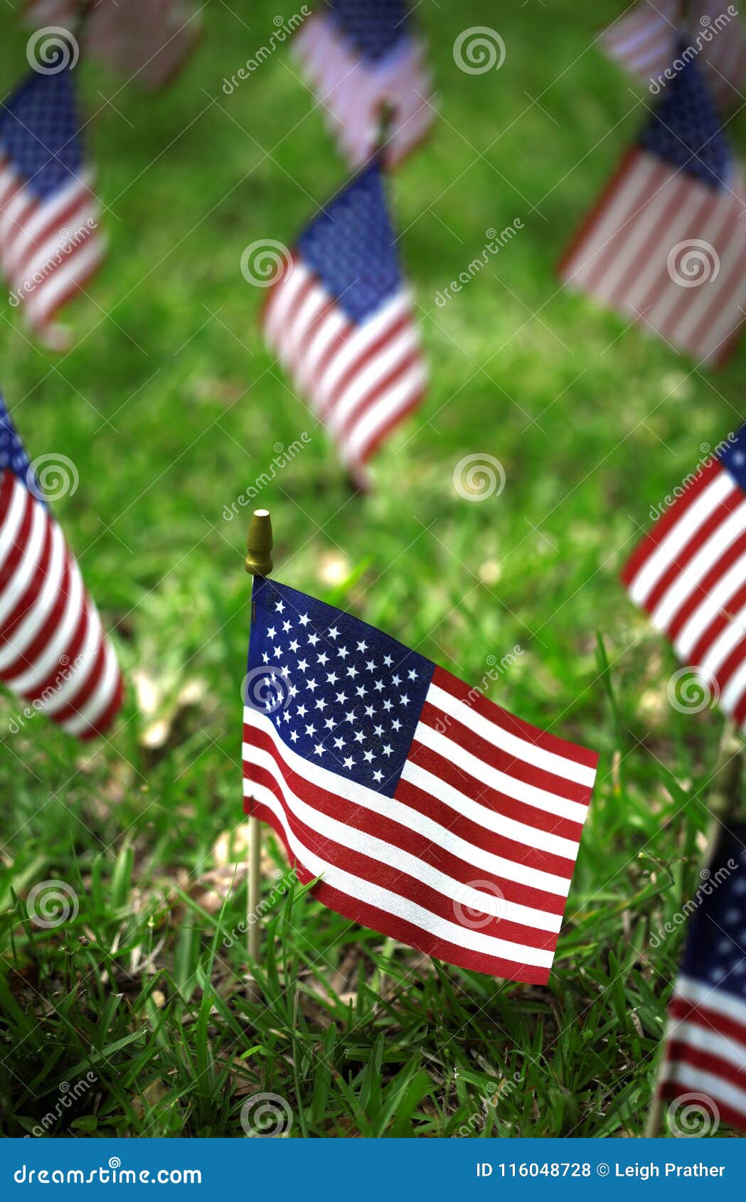 Group of American Flags in Green Grass Stock Photo - Image of ...