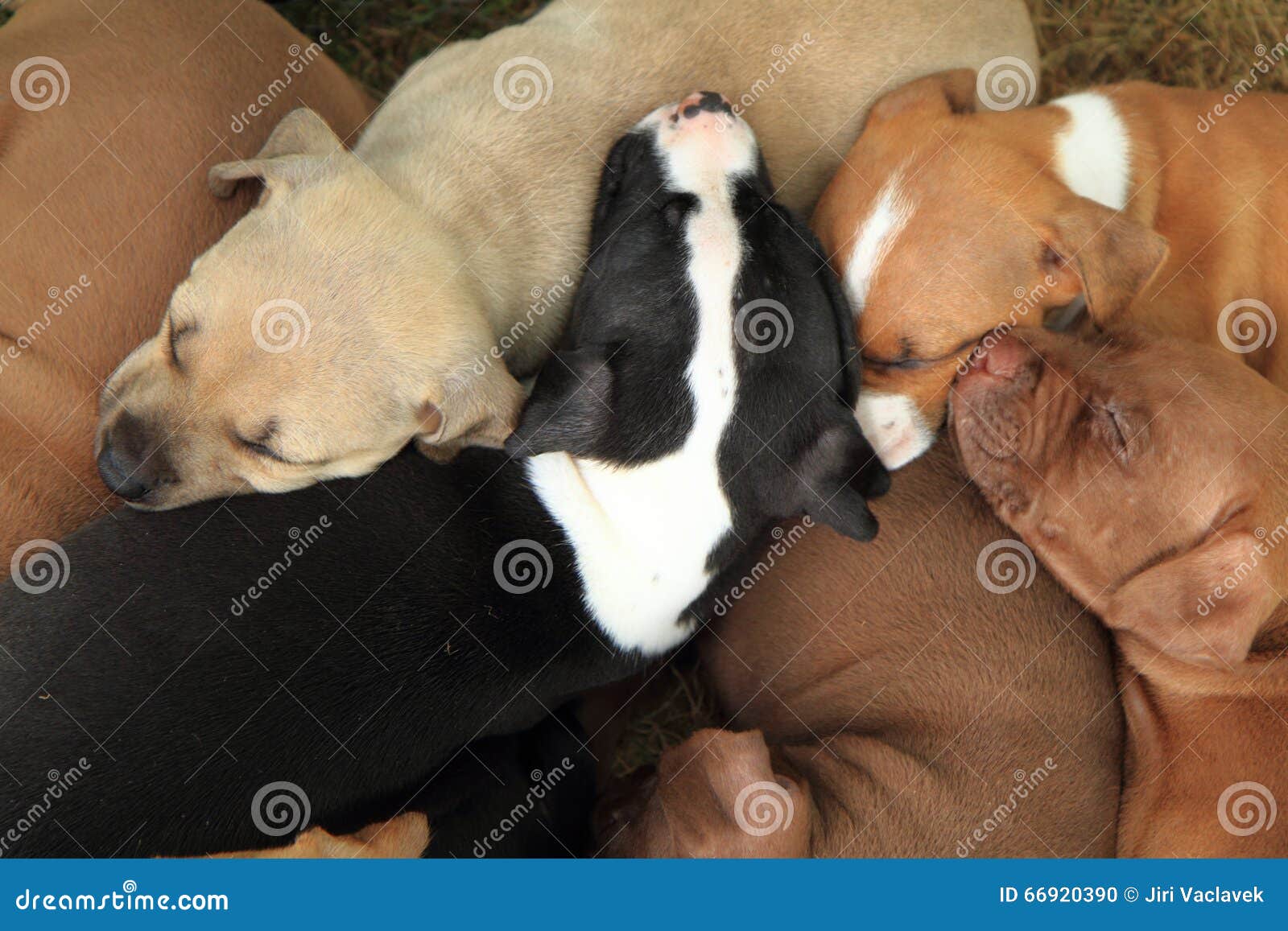 Group of American Pit Bull Terrier Dogs Stock Photo - Image of white ...