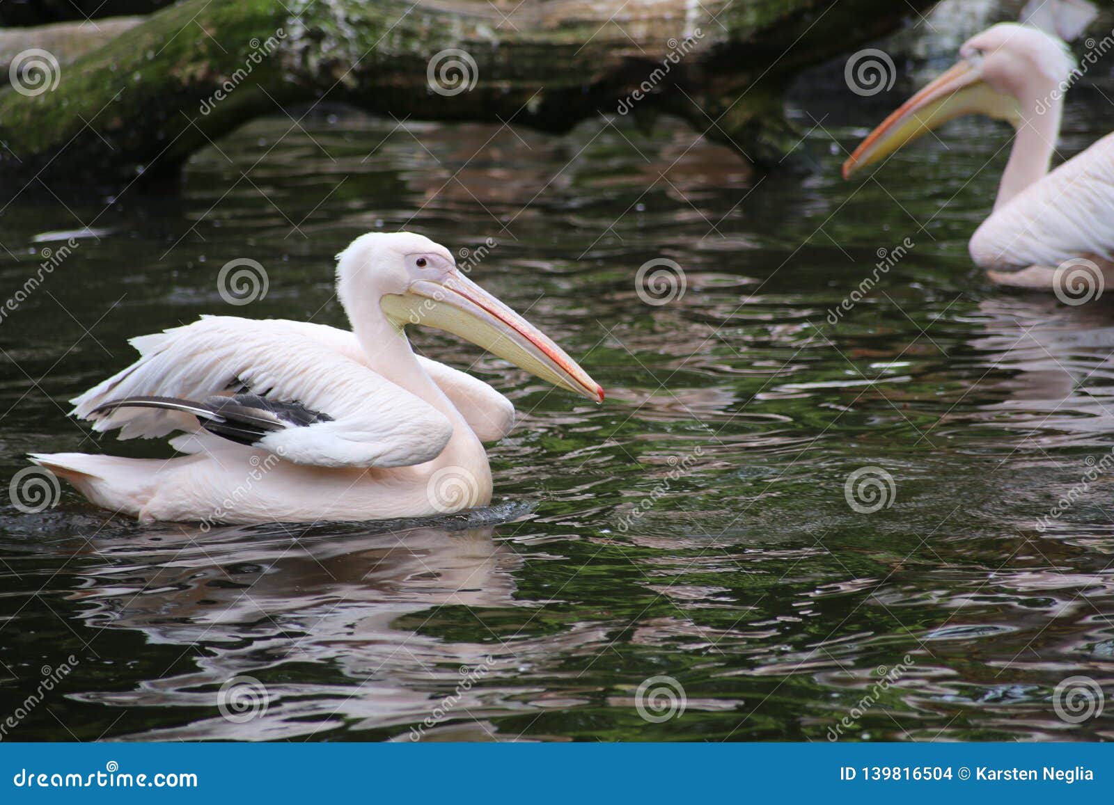 Group of American White Pelicans Preening at the Water Stock Photo ...