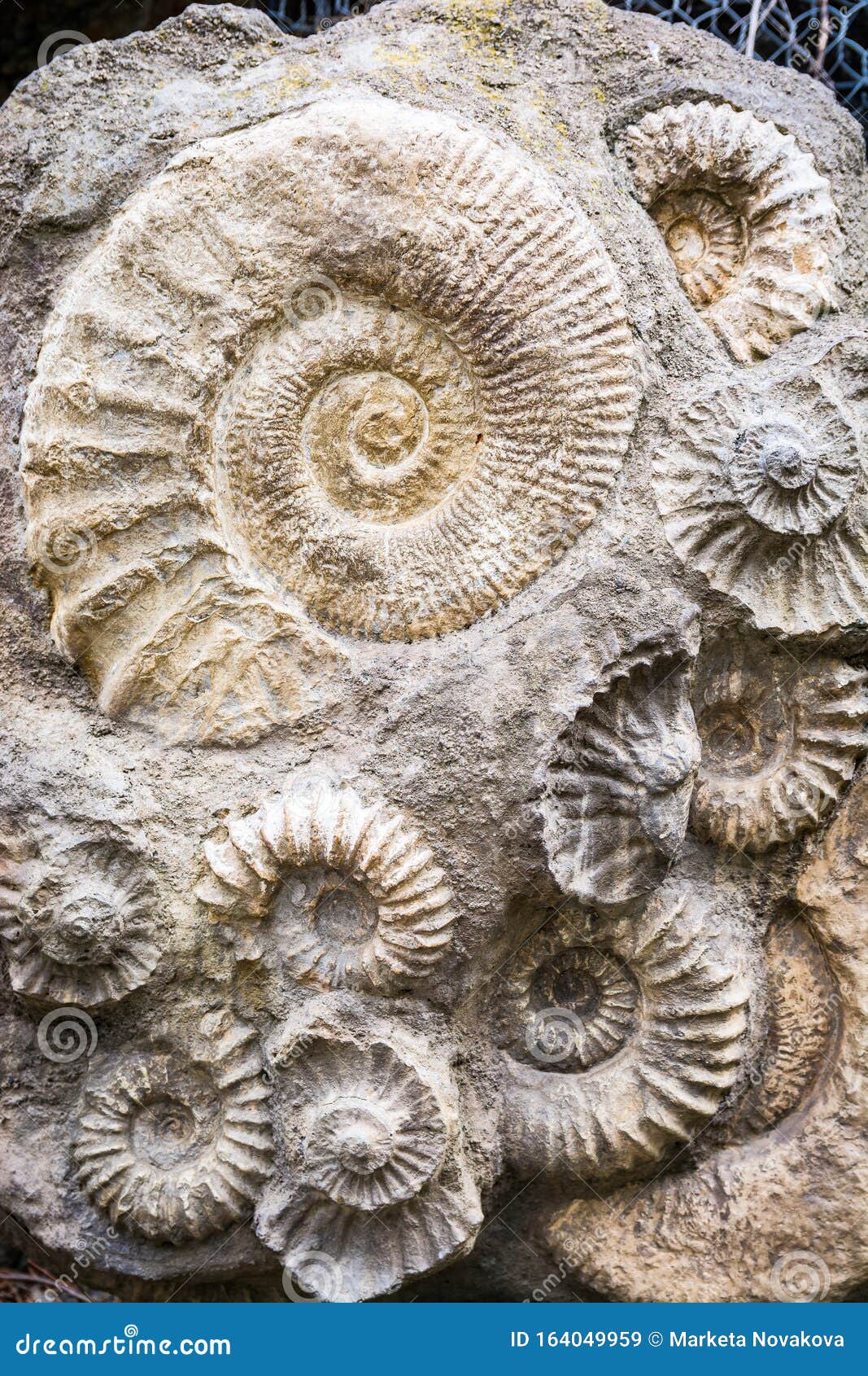 Group of Ammonites in One Big Stone Stock Image - Image of shell ...