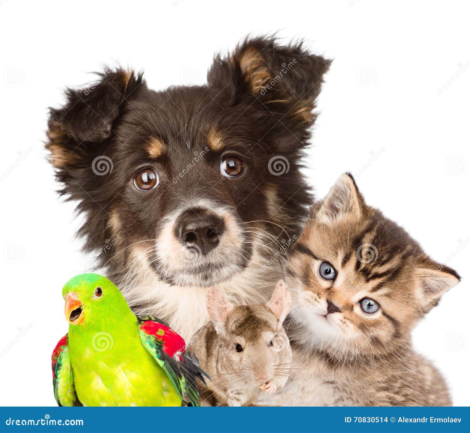Group of Animals Closeup. Isolated on White Background Stock Photo ...