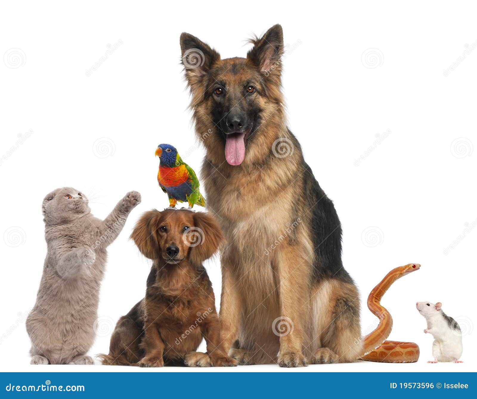 Group of Animals in Front of White Background Stock Photo - Image of ...