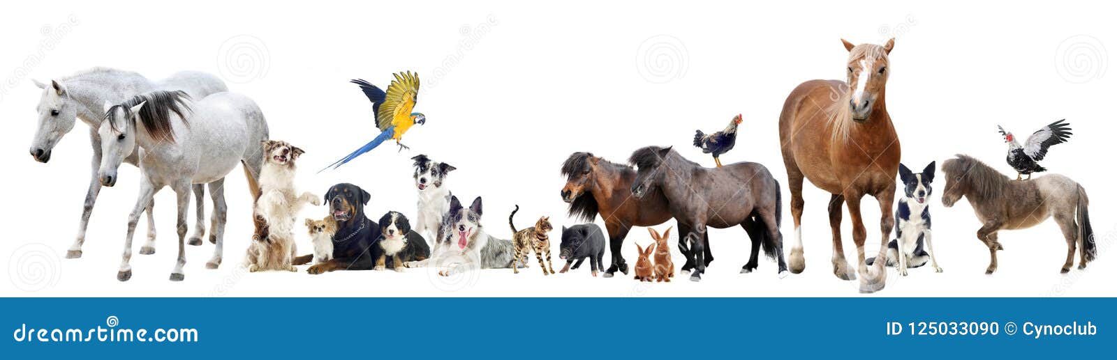 Group of animals stock photo. Image of black, rabbit - 125033090