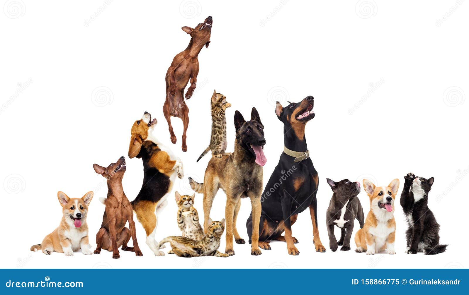 Group of Animals Looking Up Stock Image - Image of black, background ...