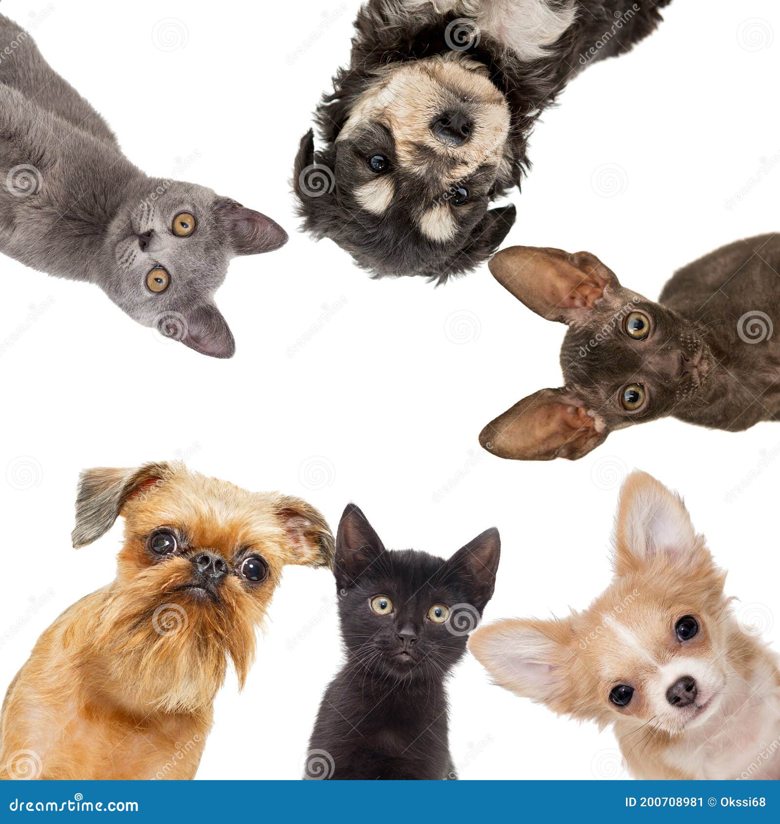 Group of Animals Looks Down from Above Stock Image - Image of canine ...