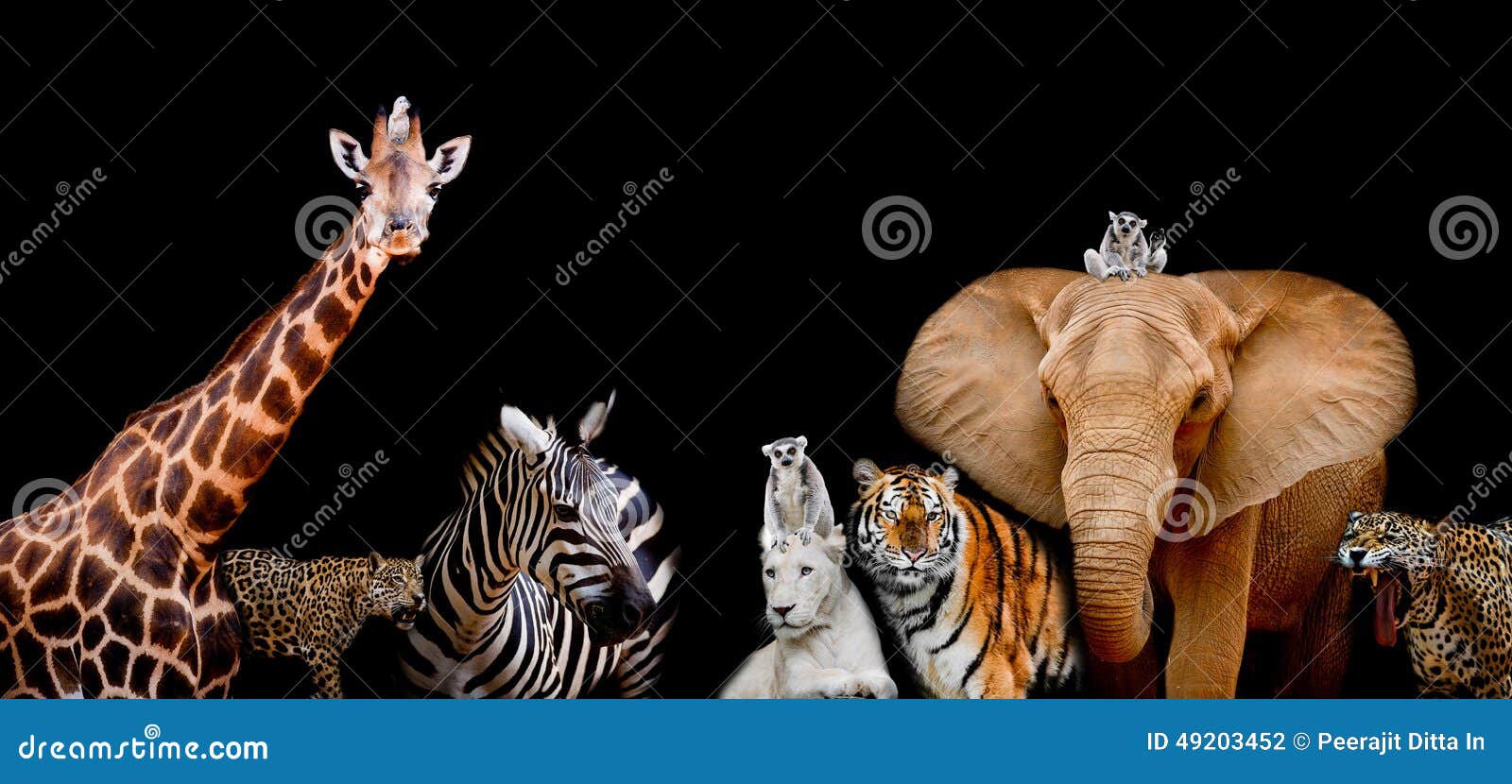 Different Animals Working Together