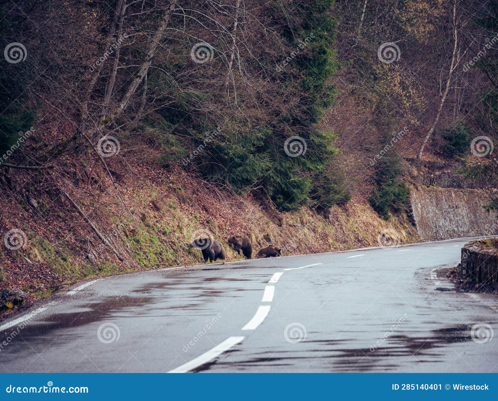A Group of Animals Walking Down the Side of a Road Stock Image - Image ...