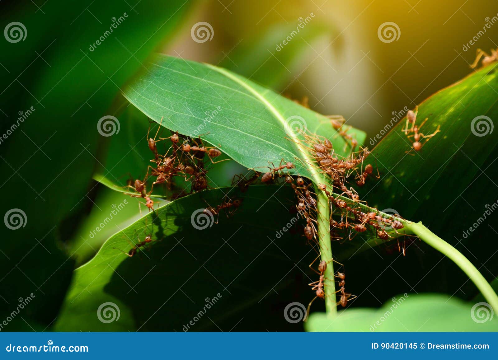 A Group of Ant Collaborate To Build Up Their Nest. Stock Image - Image ...