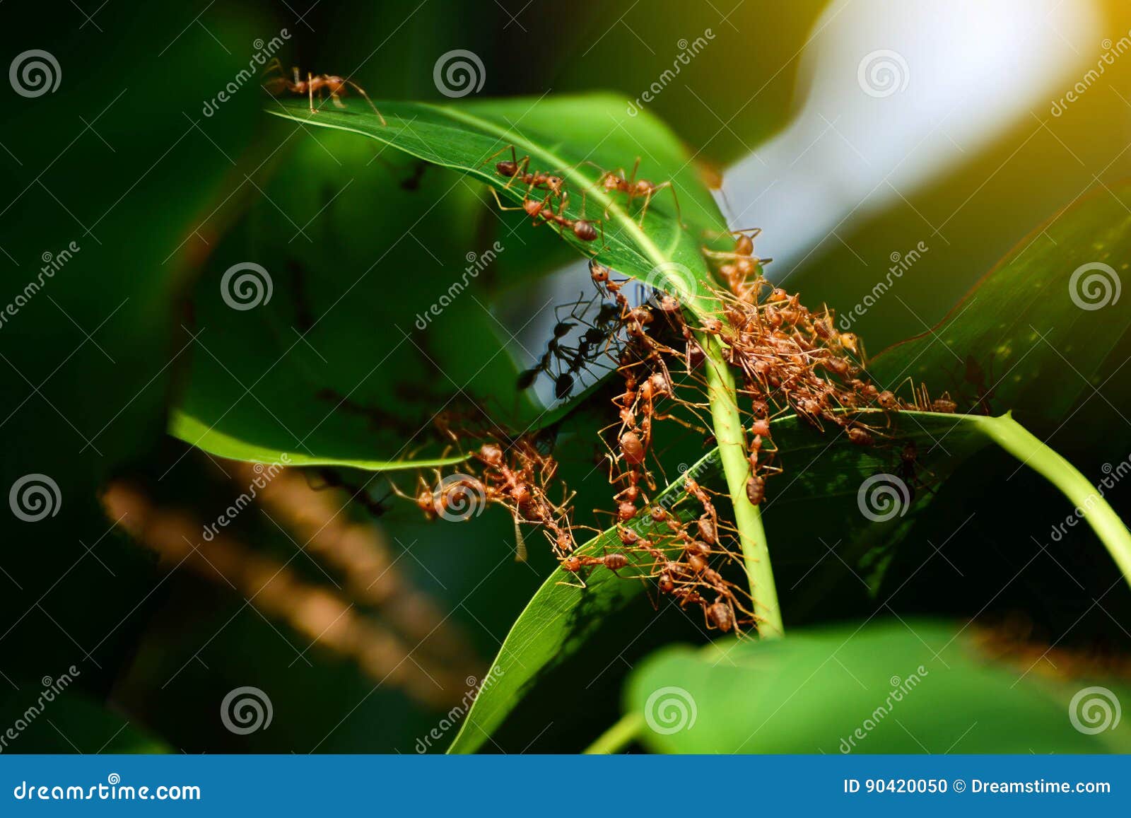 A Group of Ant Collaborate To Build Up Their Nest. Stock Photo - Image ...