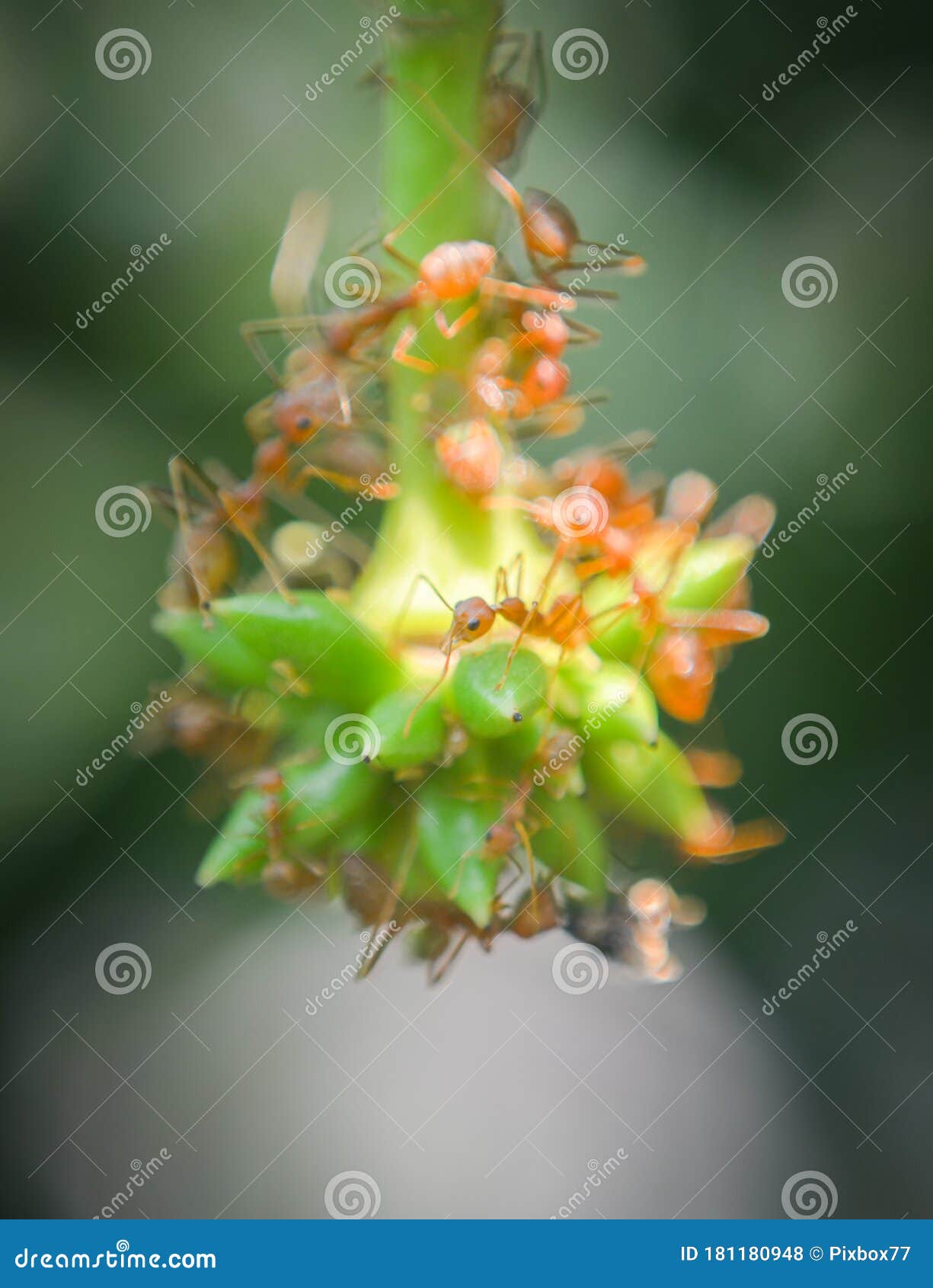 Group of Ant at Flower with Day Light, Stock Photo - Image of green ...