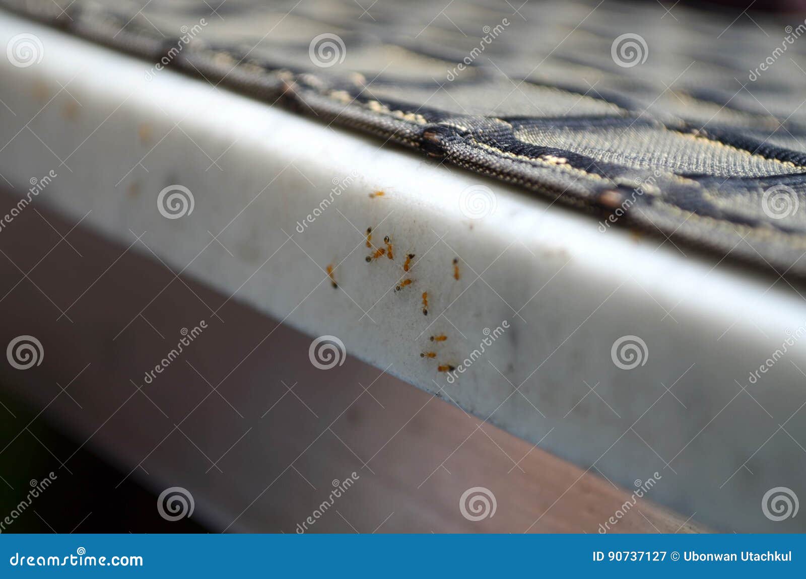Group of Ant at Marble Table Stock Image - Image of insects, nature ...