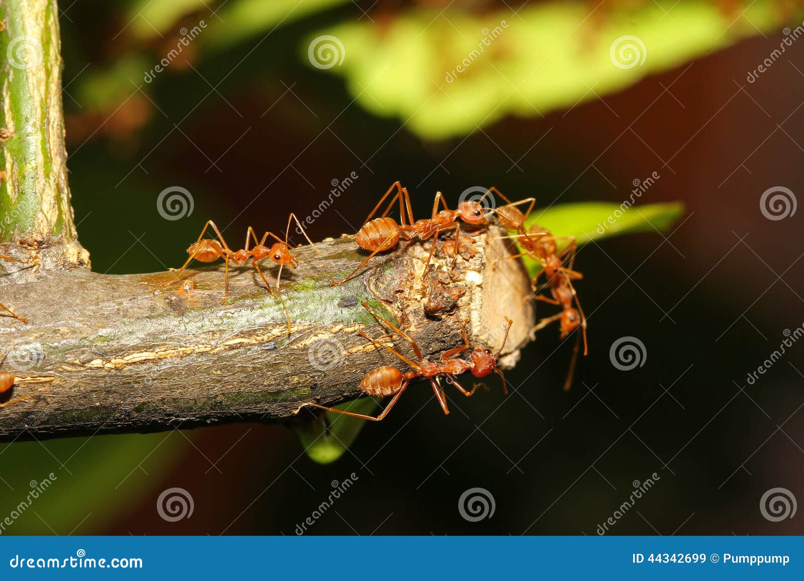 Group ant on tree stock image. Image of nature, carry - 44342699