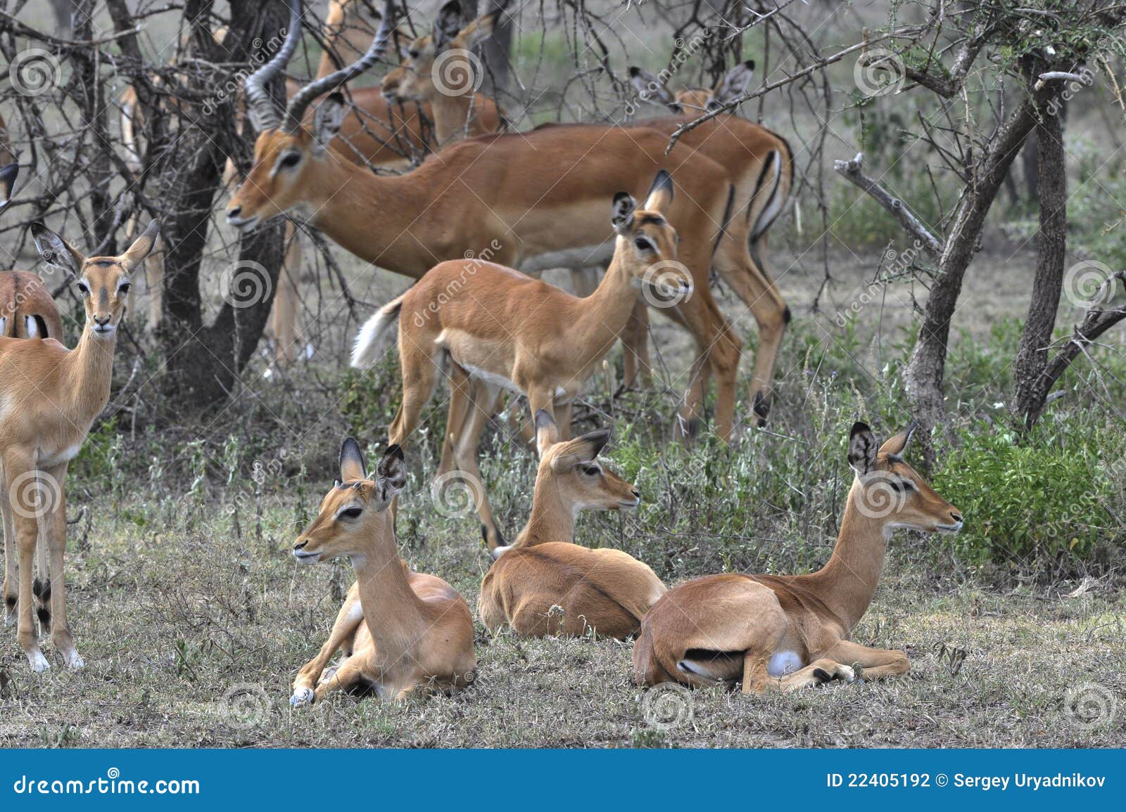 Group of Antelopes the Impala. Stock Photo - Image of landscape, herd ...