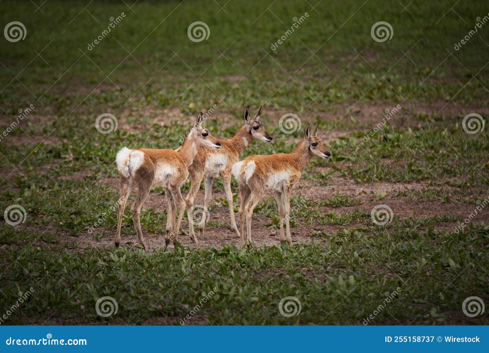 Group of Antelopes Running in a Field Stock Image - Image of mammal ...