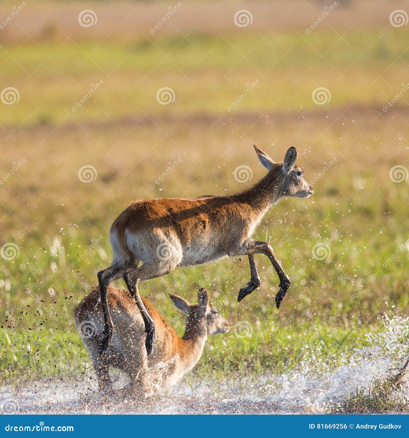 Group of of Antelopes Runs on Water, Surrounded by Splashes. Botswana ...