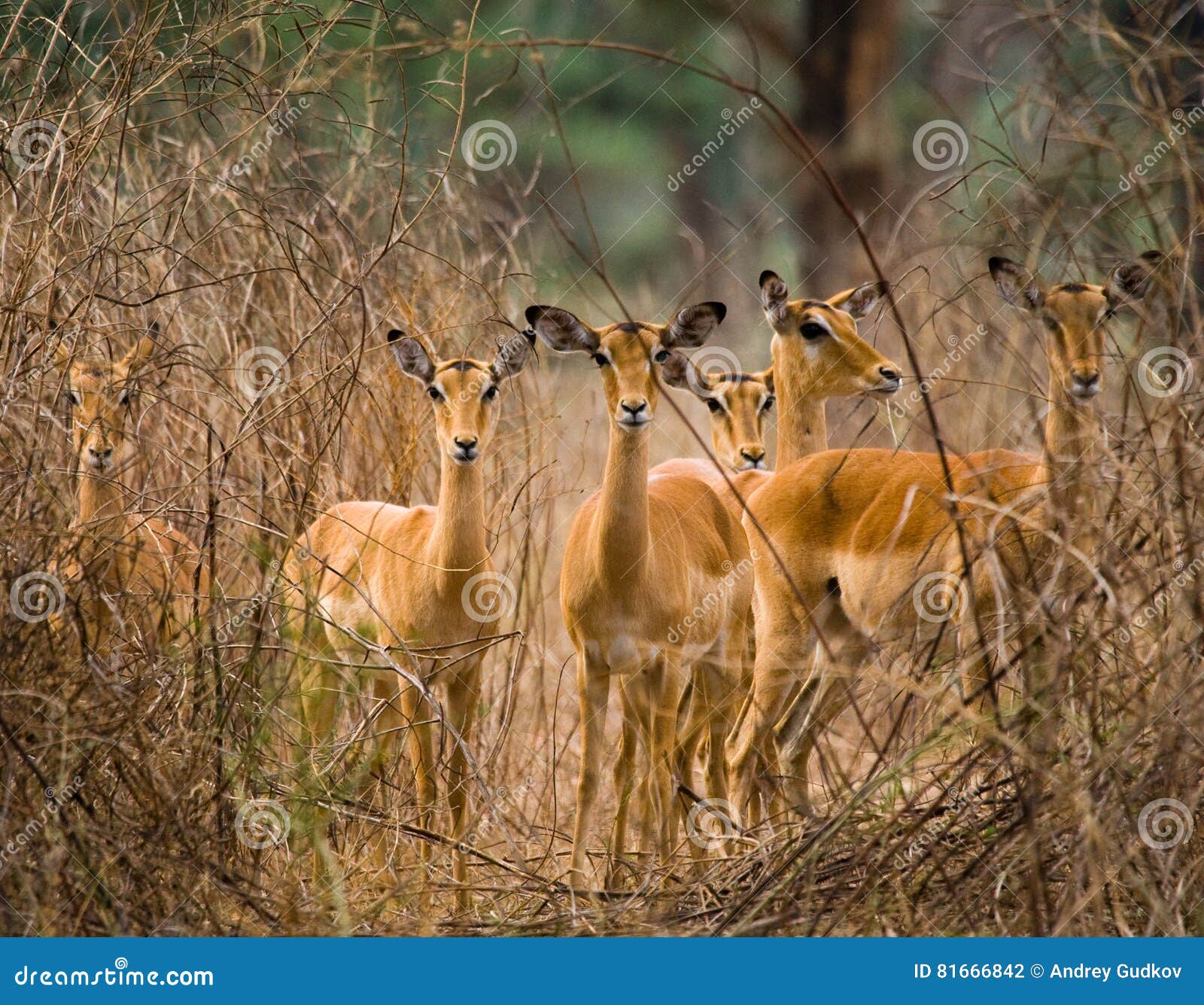 Group of of Antelopes Standing in the Grass. Botswana. Okavango Delta ...