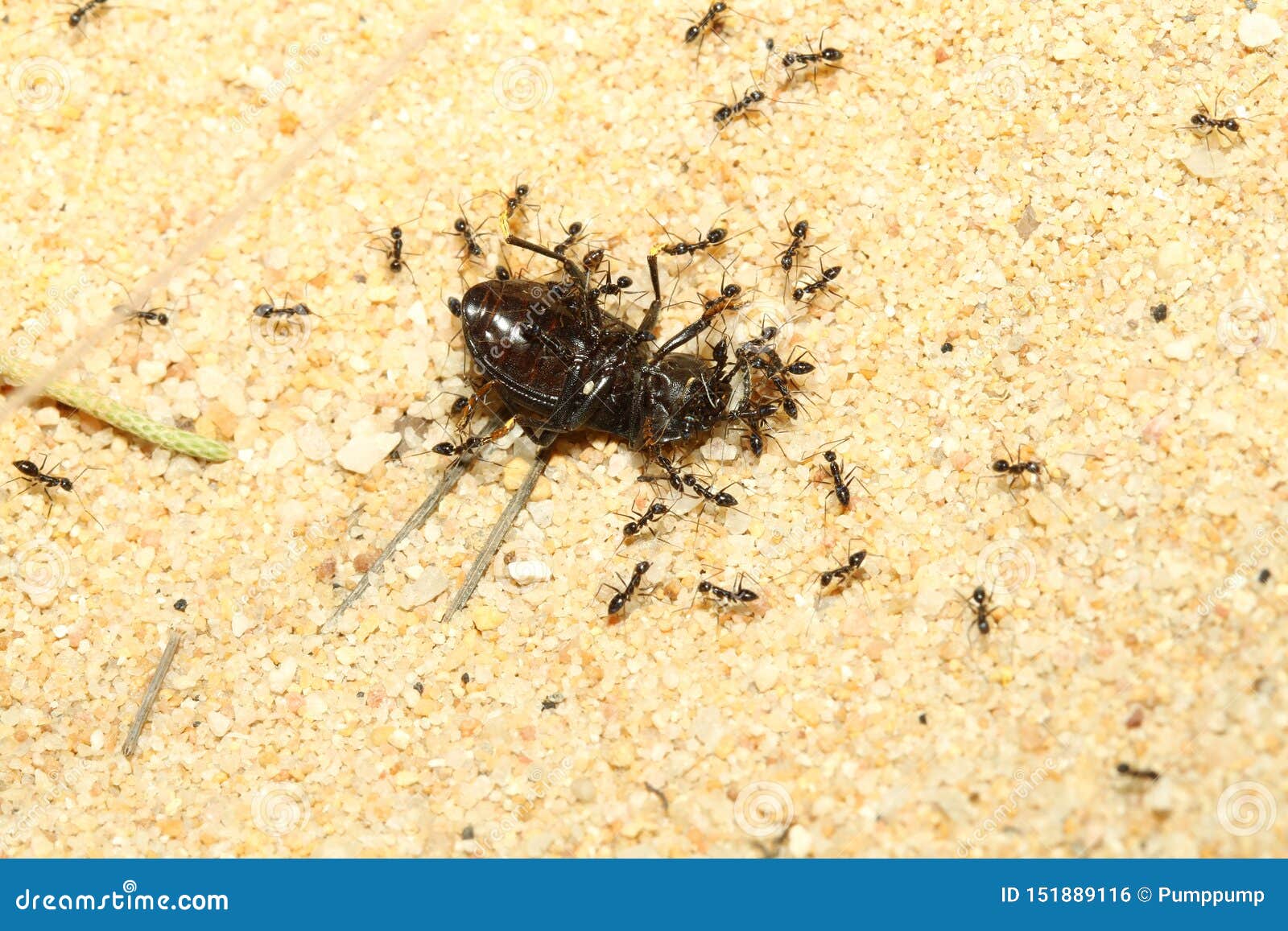 A Group of Ants Attacking a Beetle on Land Stock Photo - Image of small ...