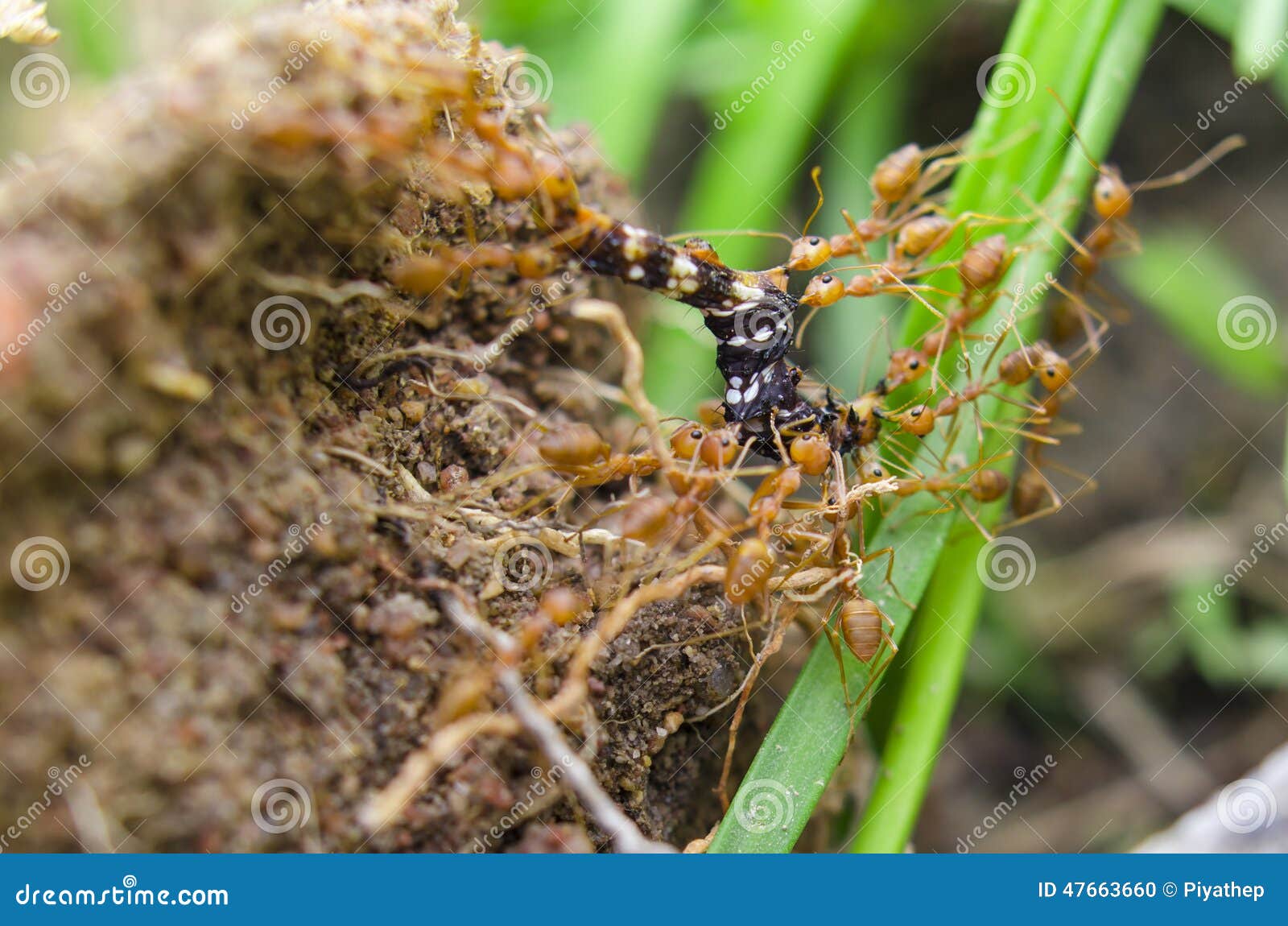 Group of Ants Attacking a Worm Stock Photo - Image of queensland ...