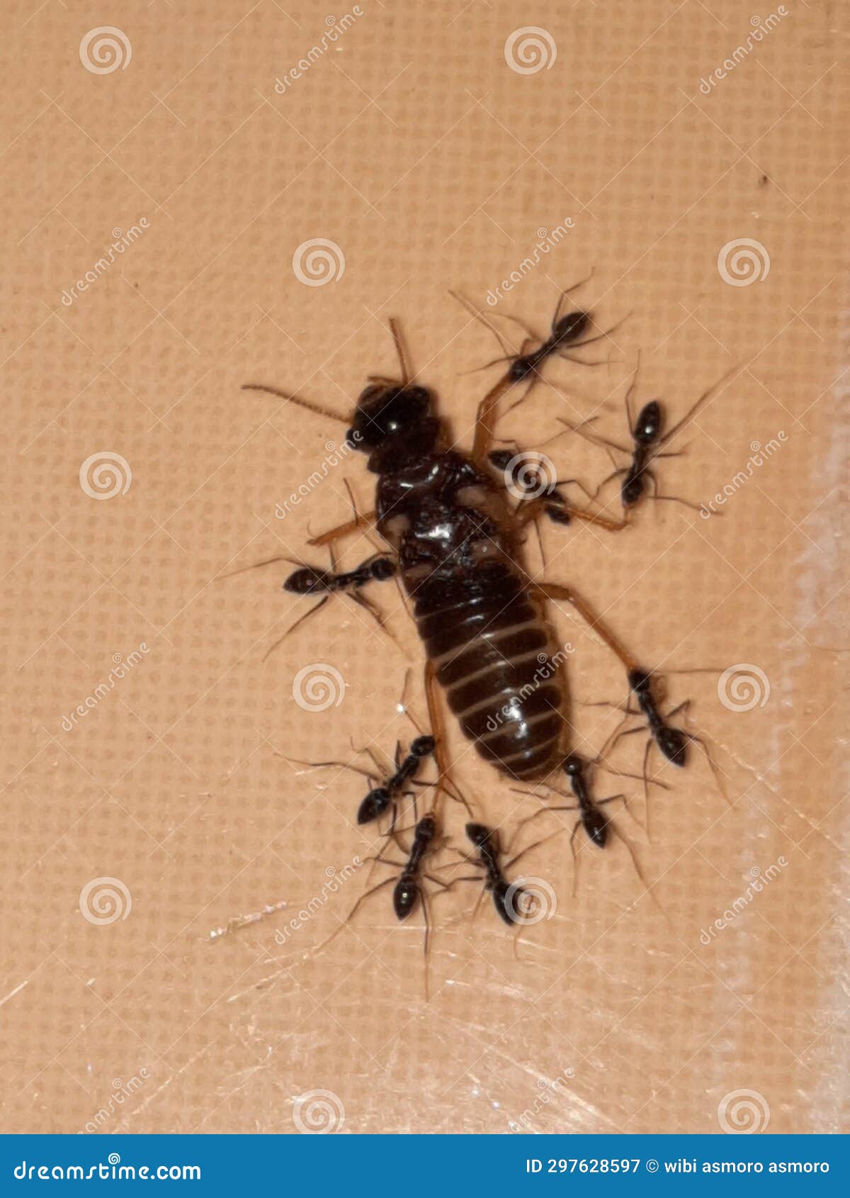 A Group Ants is Attaking a Moth Stock Image - Image of pollinator ...