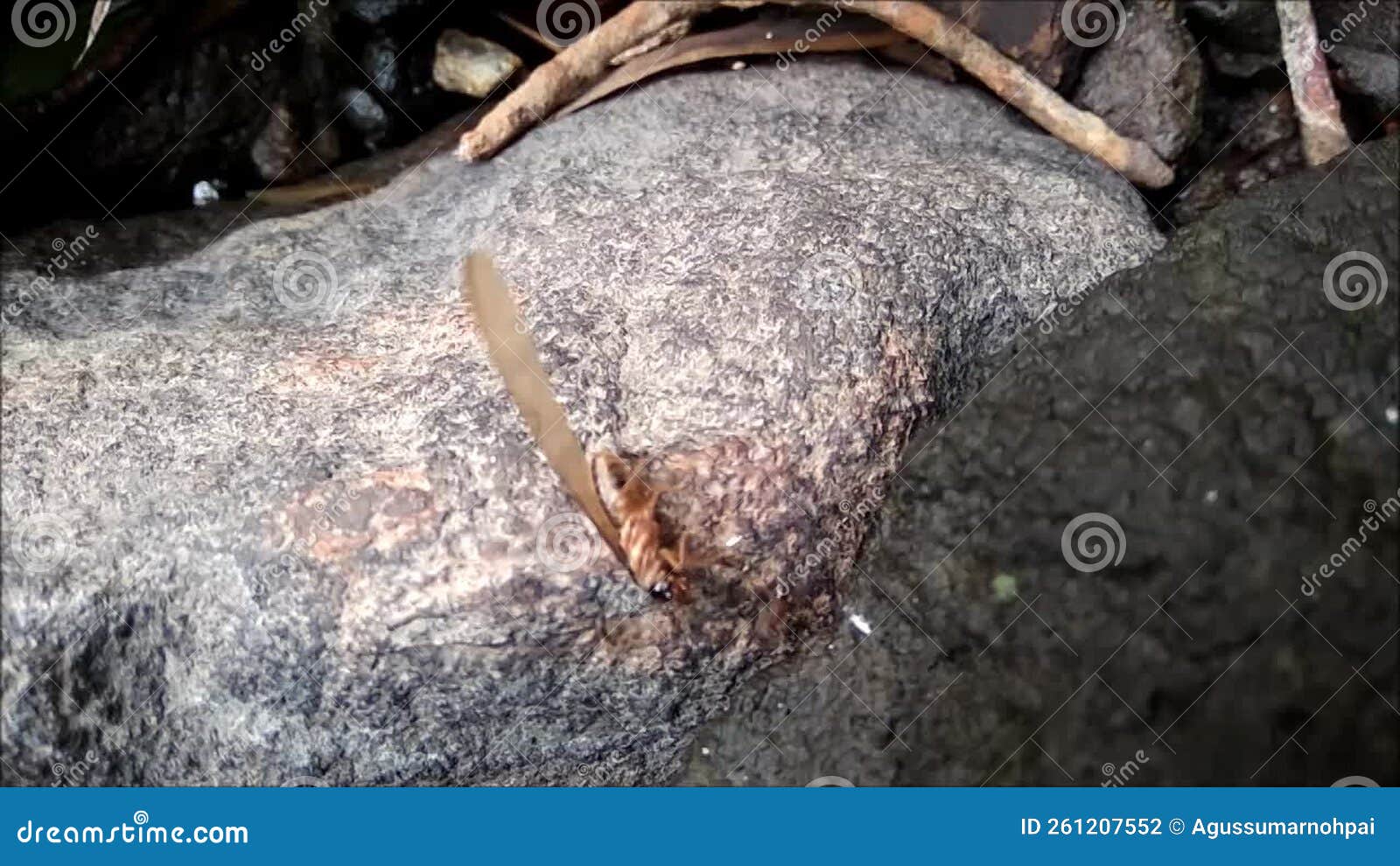 Group of Ants Carrying Dead Insects Stock Footage - Video of hill ...