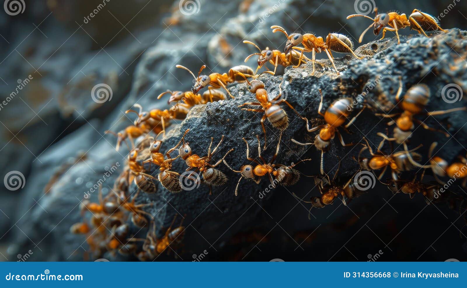 Group of Ants Crawling on a Rock Stock Photo - Image of cluster ...