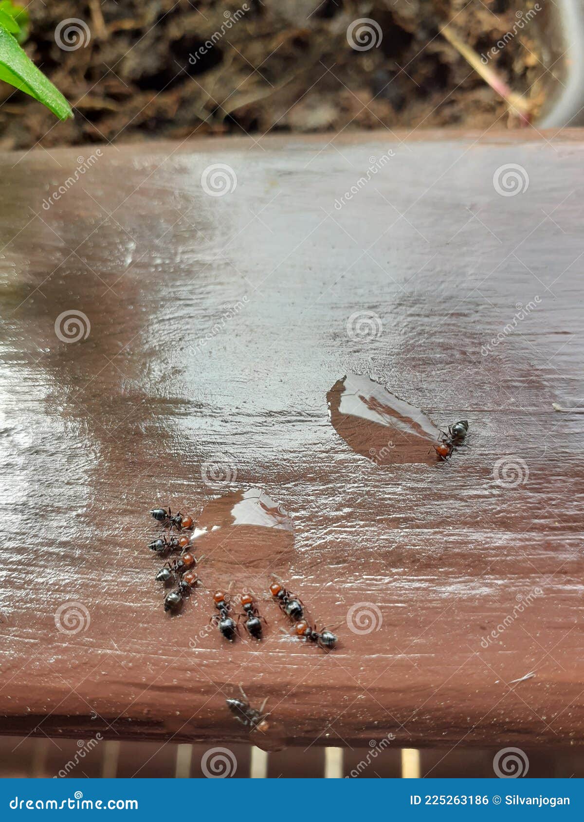 Group of Ants Drinking from a Drop of Water Stock Photo - Image of ...