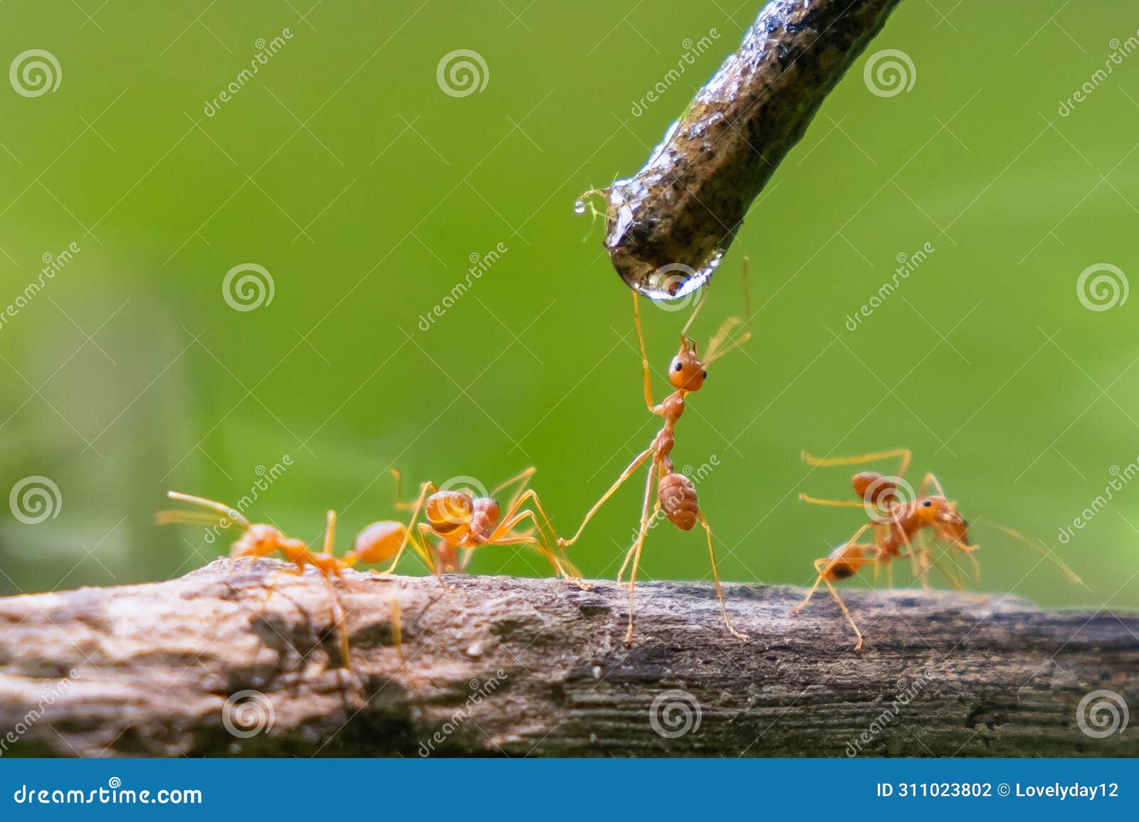 Group of Ants are Drinking Water from a Stream Stock Photo - Image of ...