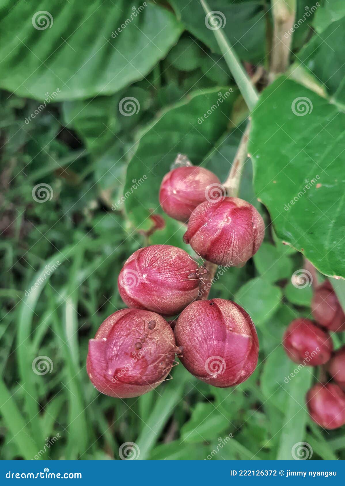 A Group of Ants are Eating Fruit Plant Stock Photo - Image of eating ...
