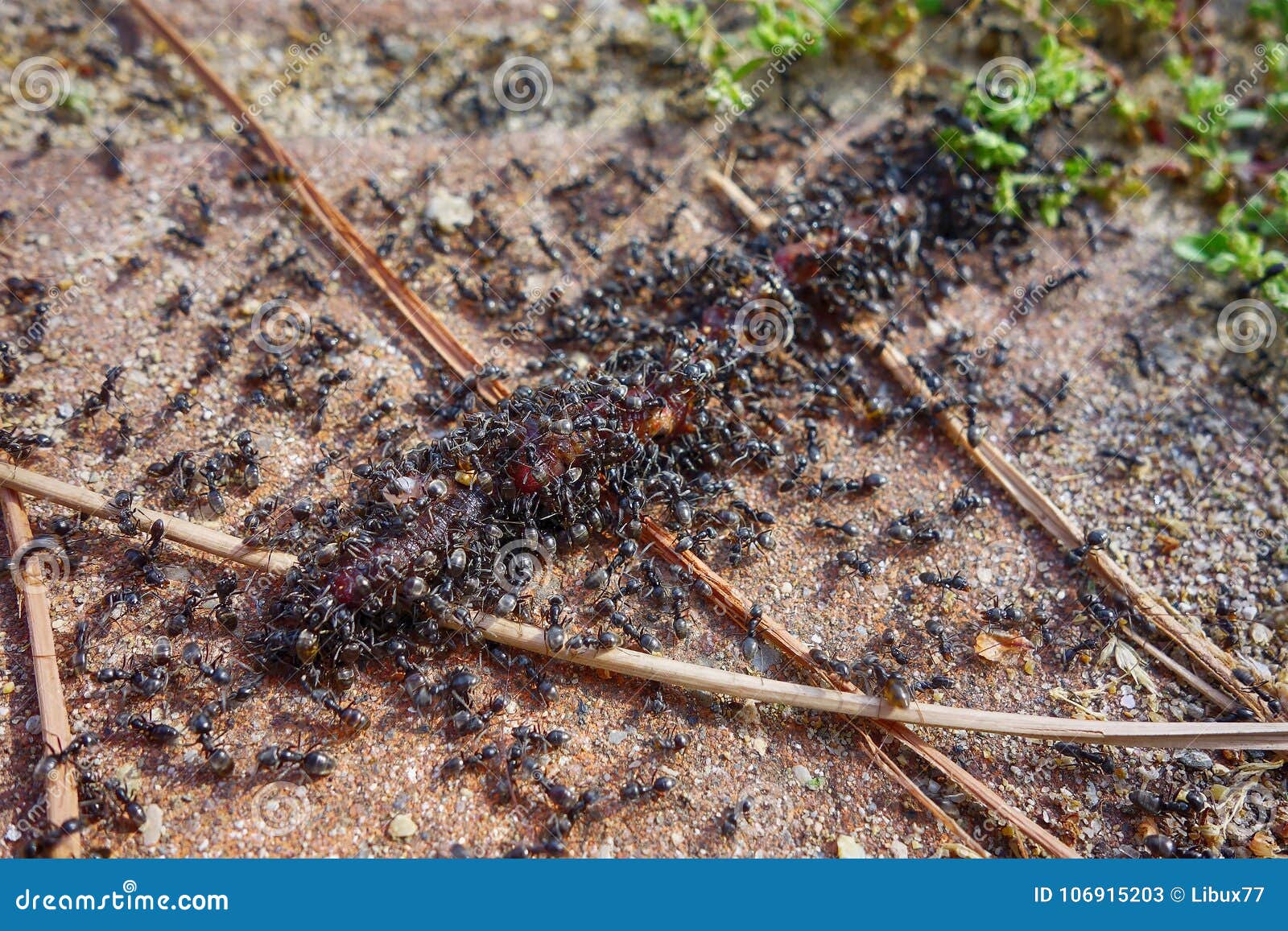 African Army Ants Eating
