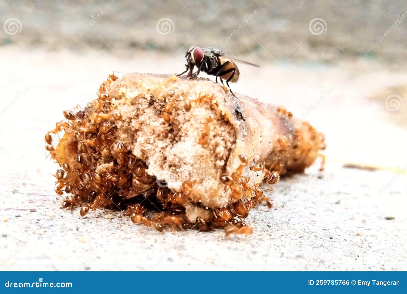A Group of Ants and a Fly that Gnaws at the Chicken Bones To Eat it ...