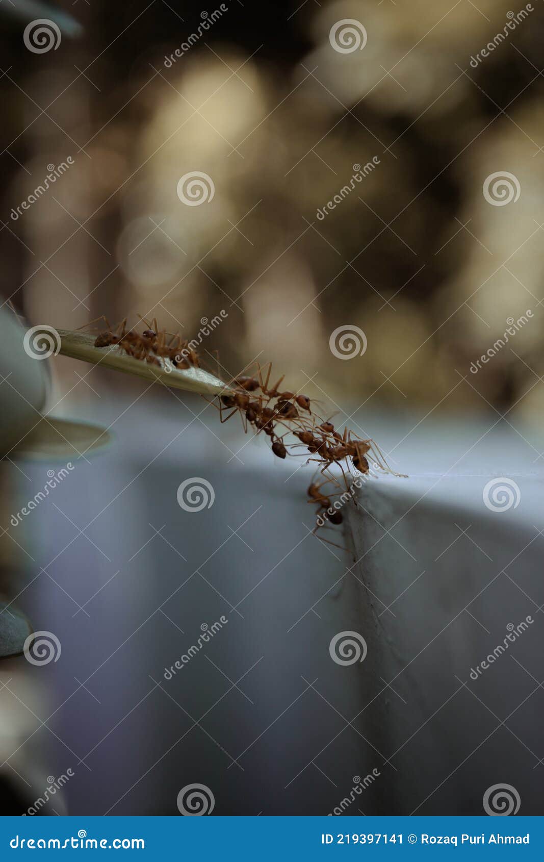 A Group of Ants Forming a Bridge To Cross the Wall To the Tree Stock ...