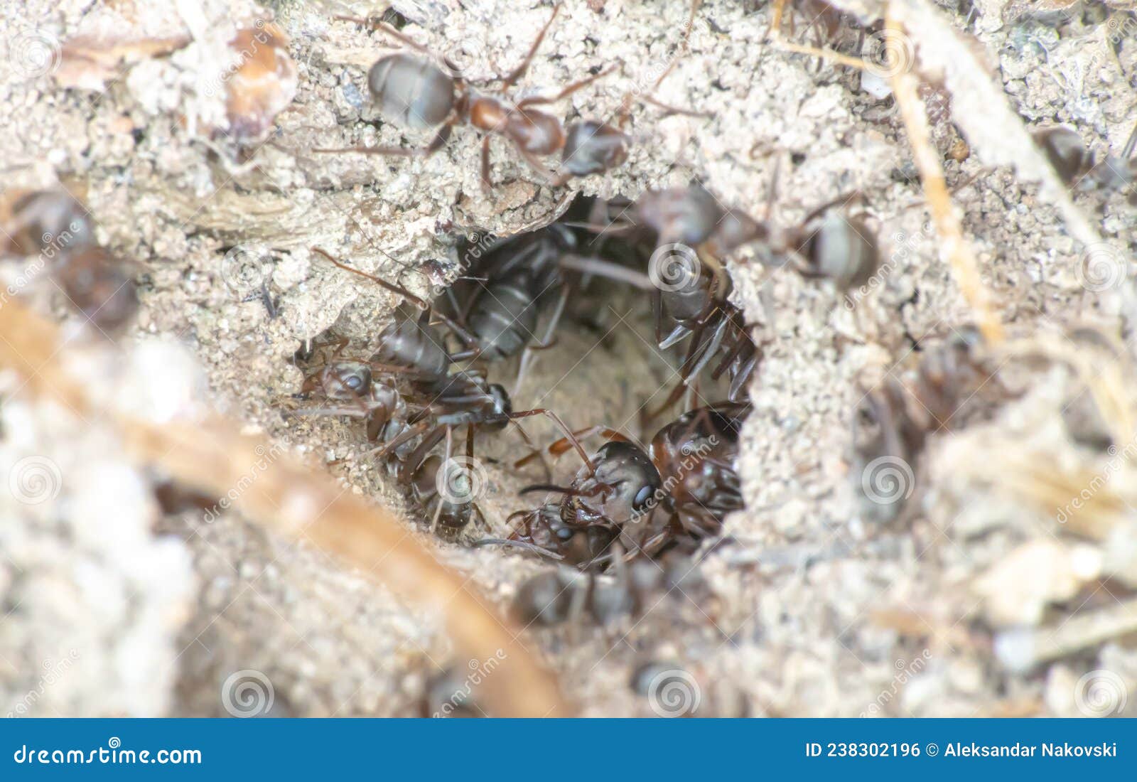 Group of Ants on the Ground Stock Photo - Image of colony, closeup ...