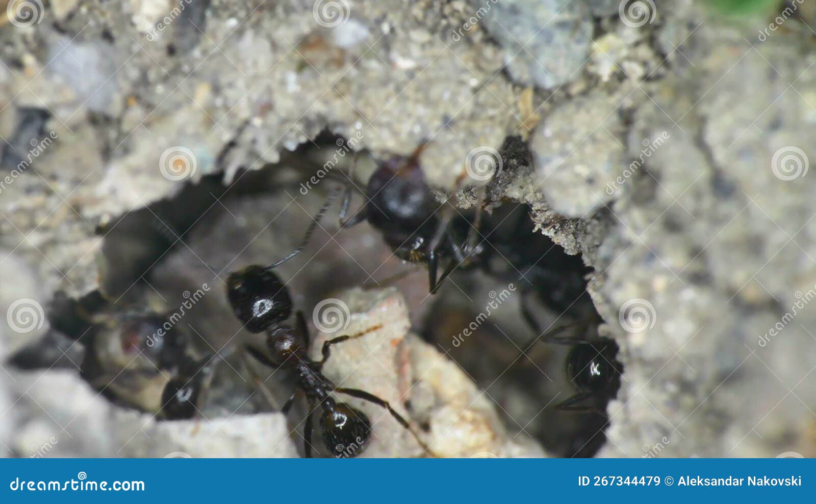 Group of Ants on the Ground 4k Stock Video - Video of environment ...