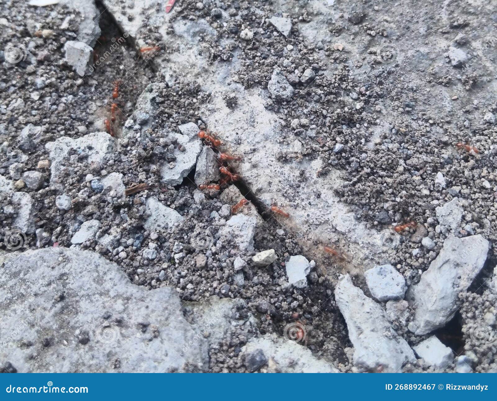 Group of Ants on the Ground Stock Image - Image of group, floor: 268892467