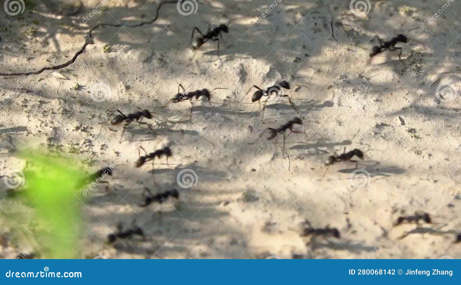 Ant march stock footage. Video of insects, insect, wild - 280068142