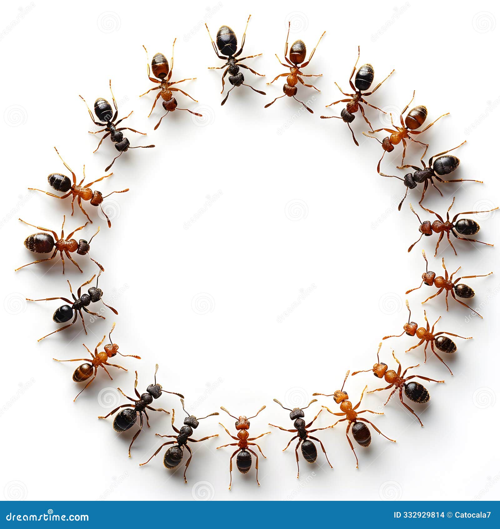 Ants Walking in a Circular Formation on a White Surface, Showcasing ...