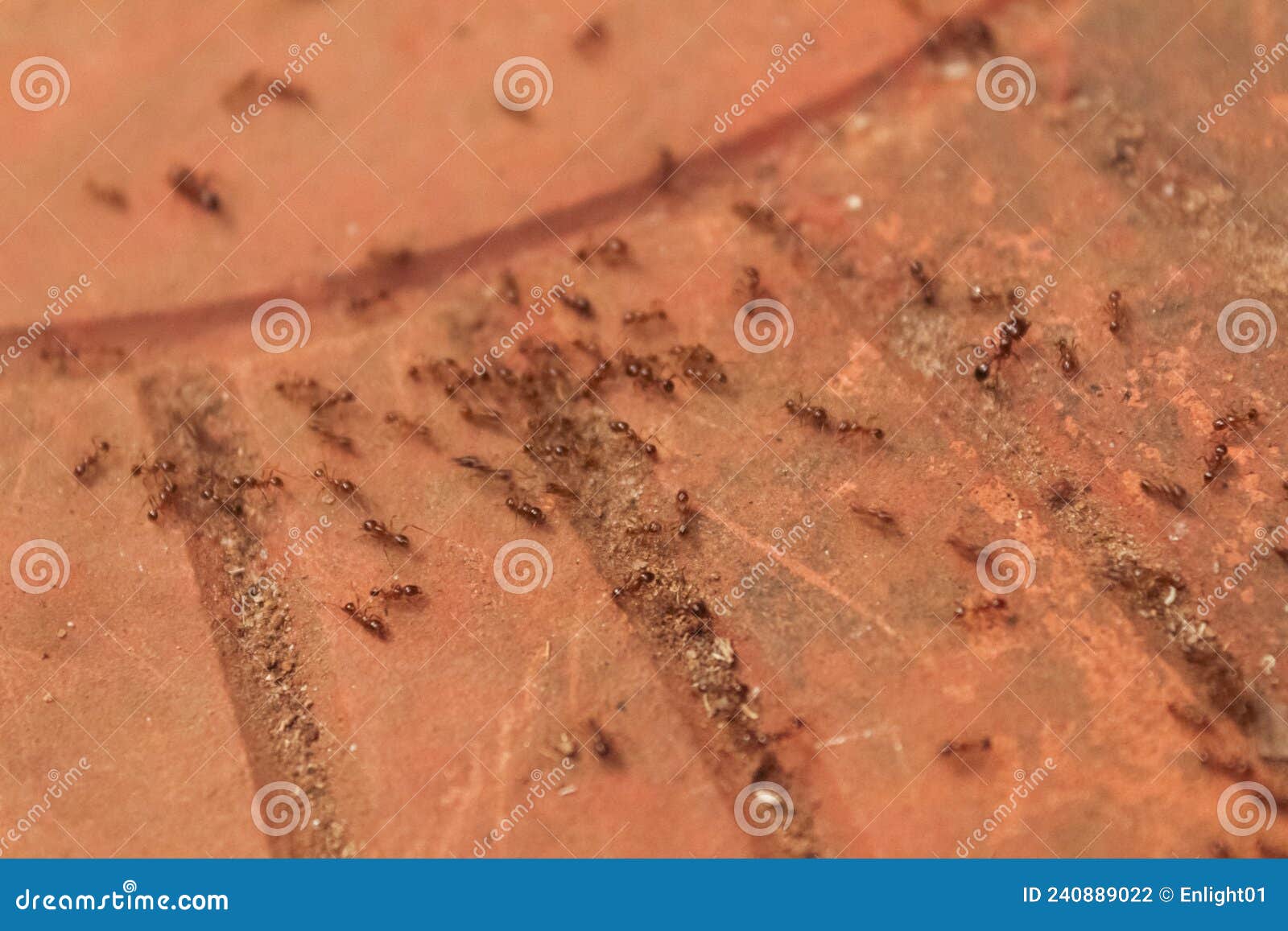 Group of Ants Moving through Floor Stock Photo - Image of colony, group ...