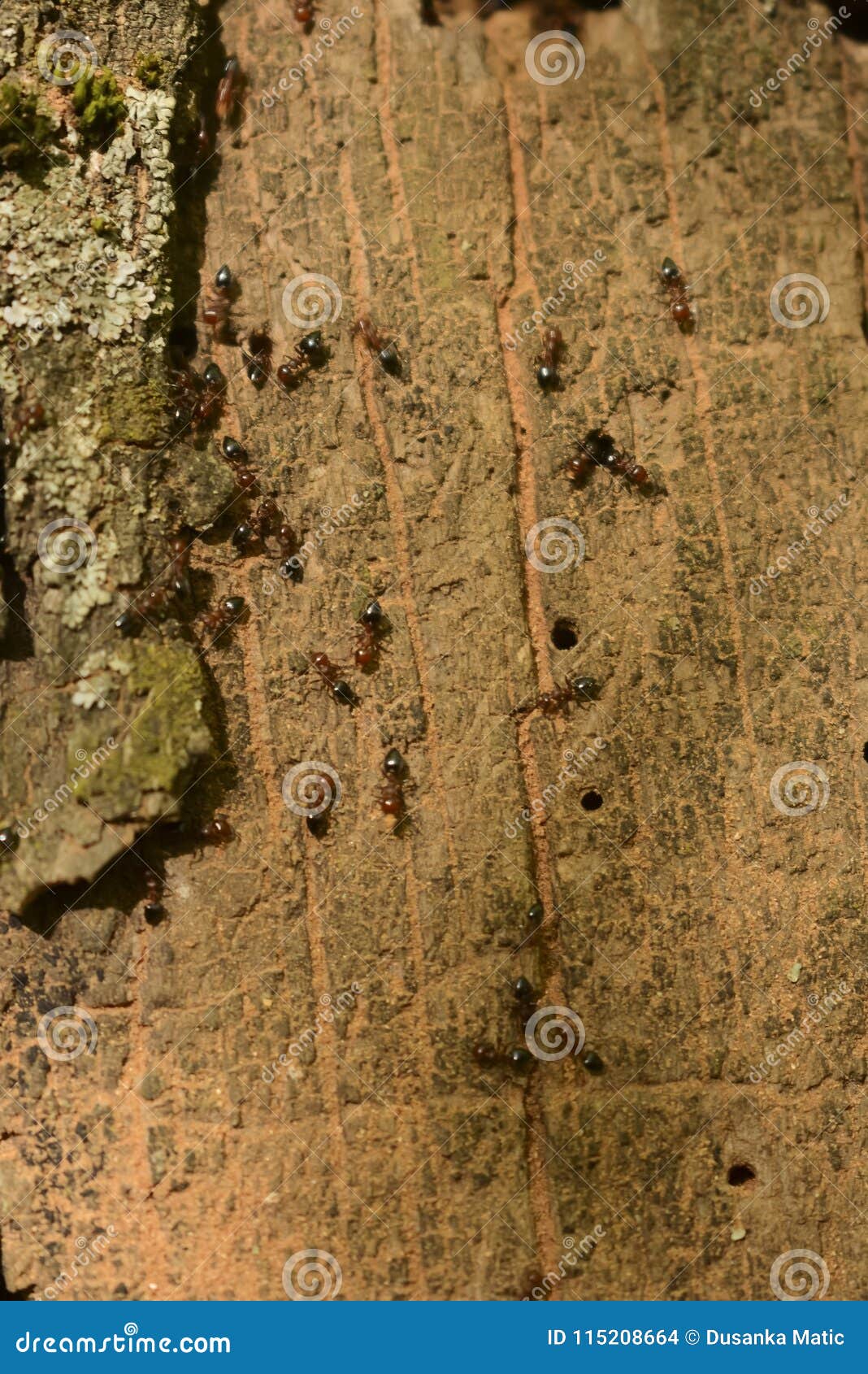 Group of Ants Nesting in the Tree Stock Photo - Image of food, outdoor ...