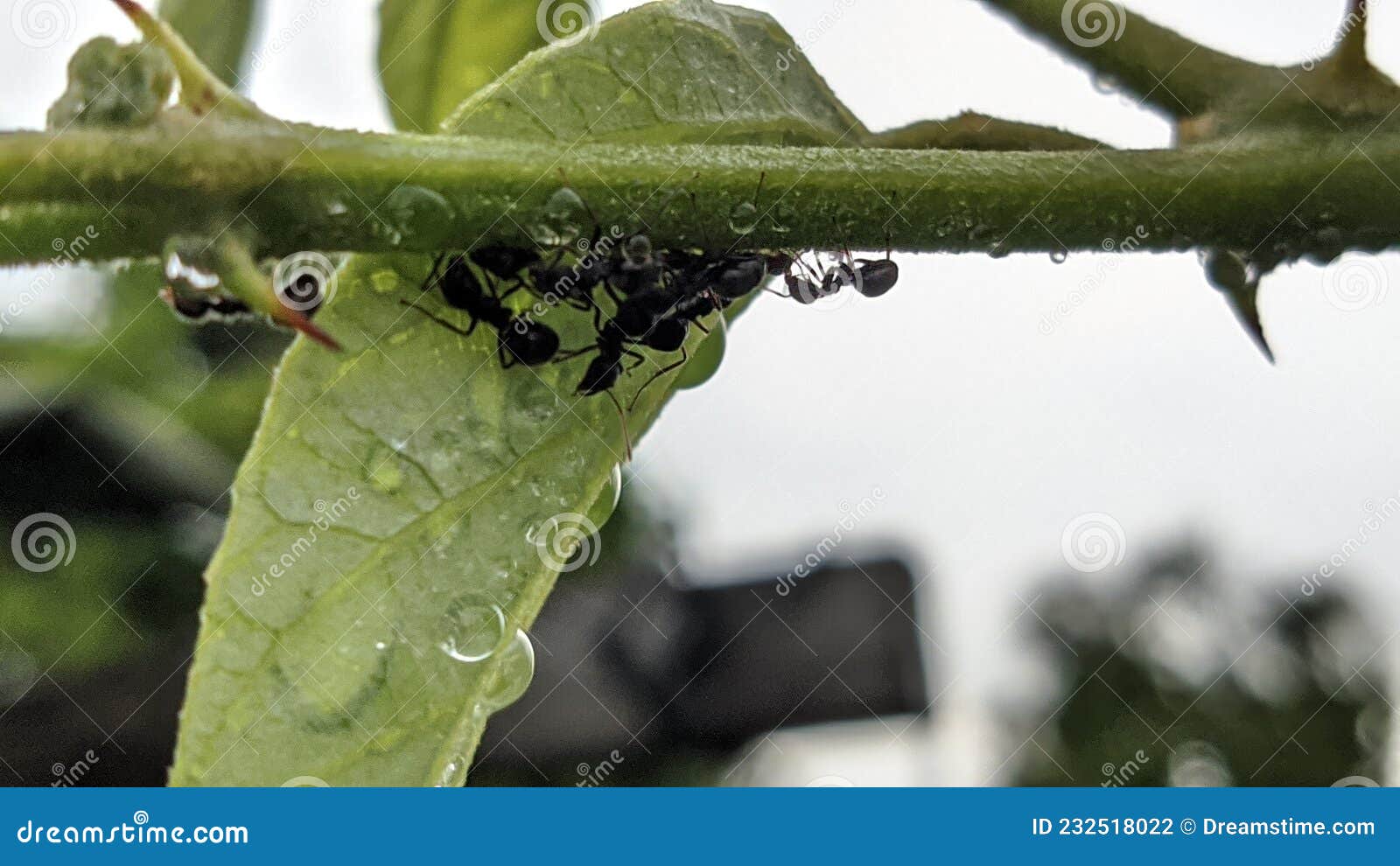 A group of ants at tree stock photo. Image of produce - 232518022