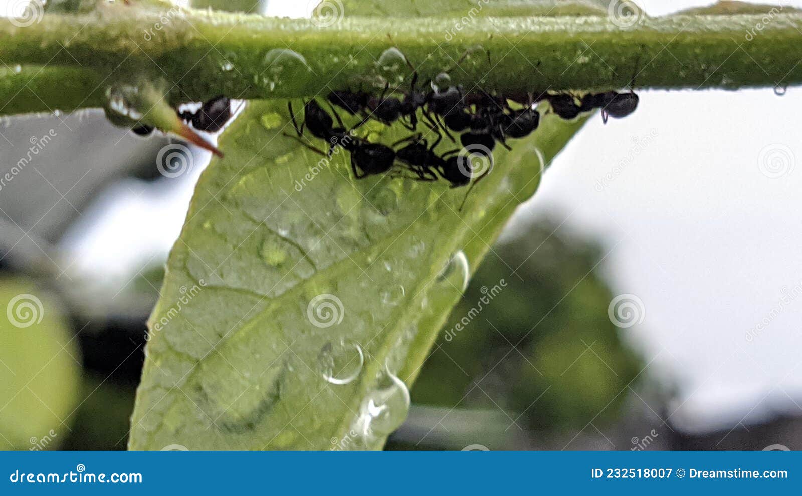 Red Ants Are On The Tree. Royalty-Free Stock Image | CartoonDealer.com ...