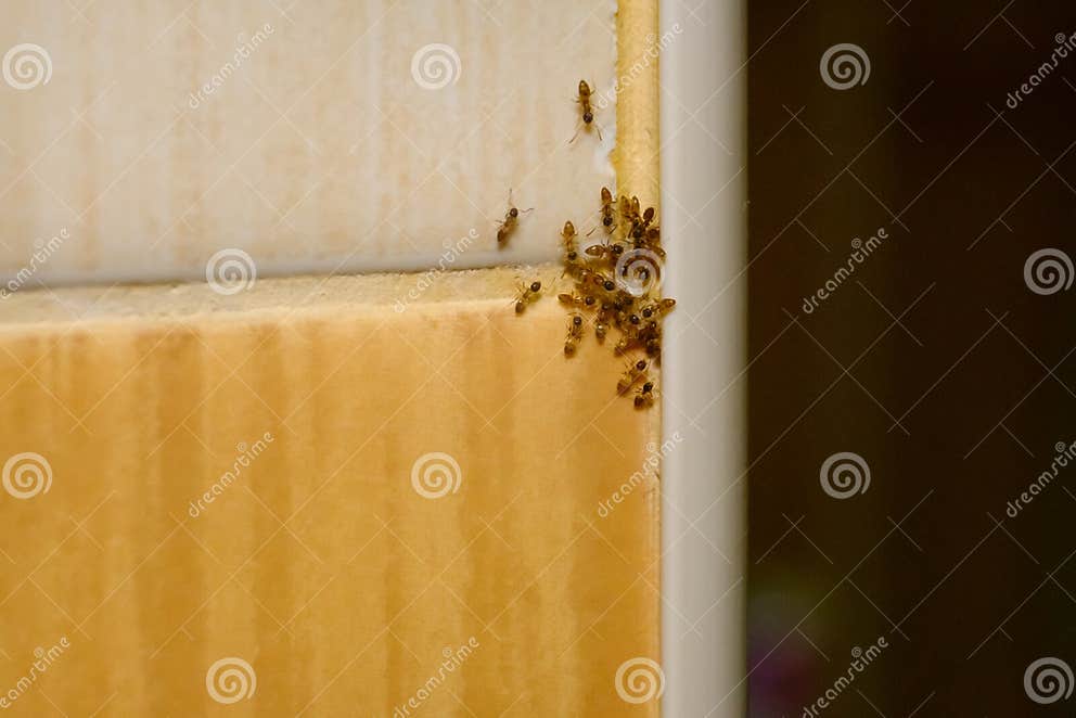 Group of ants in unity stock image. Image of group, close - 109647467
