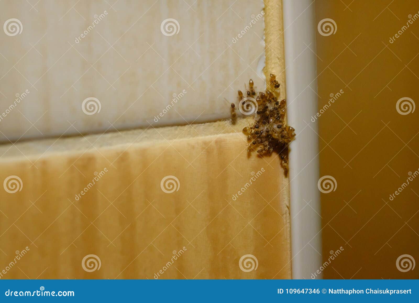 Group of ants in unity stock photo. Image of insects - 109647346