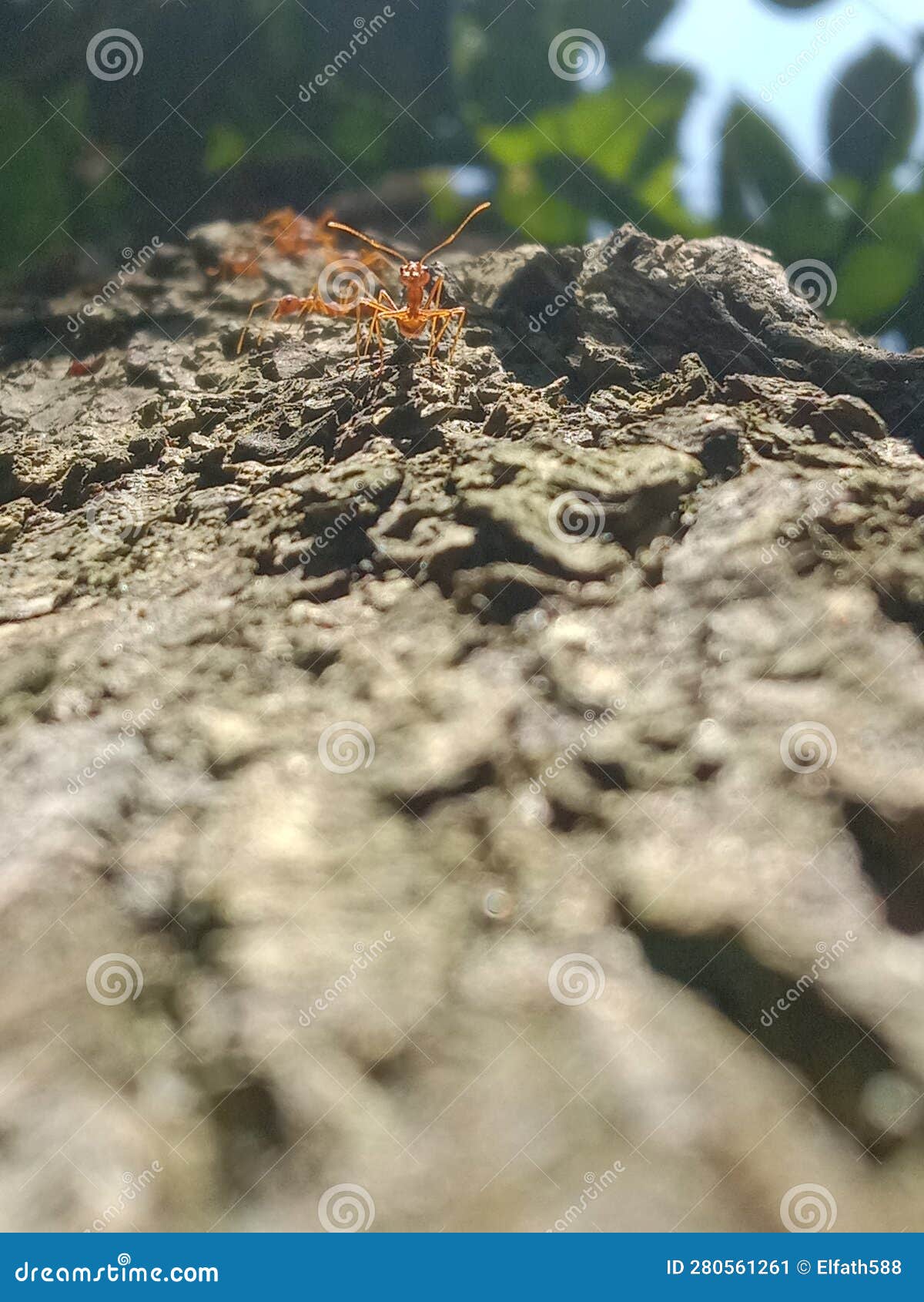 A Group of Ants Walking on a Tree Stock Image - Image of group, tree ...